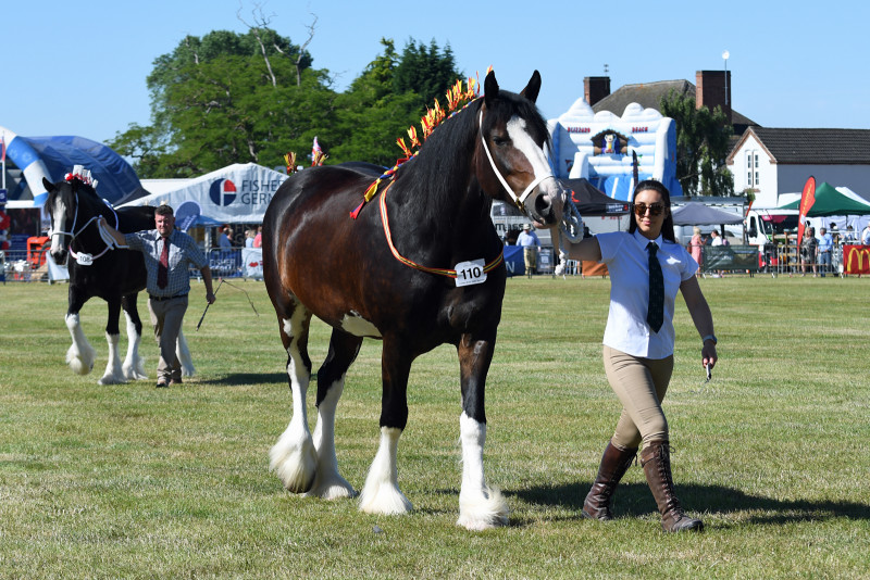 Class Entry | Ashby Show