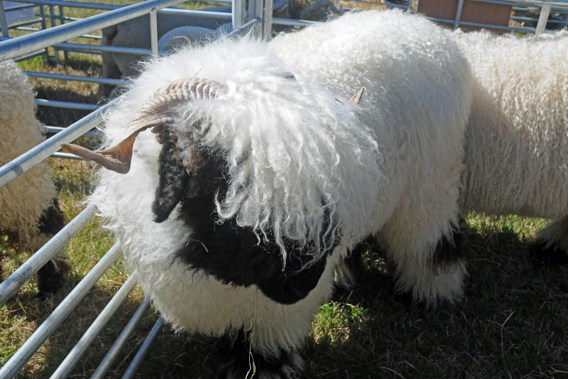 Sheep